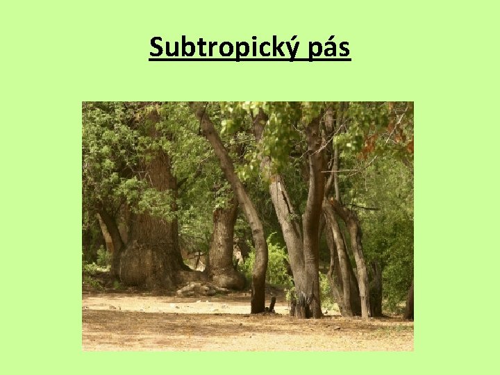 Podnebn psy subtropick ps ZPRACOVAL Mgr Alena Jakubcov