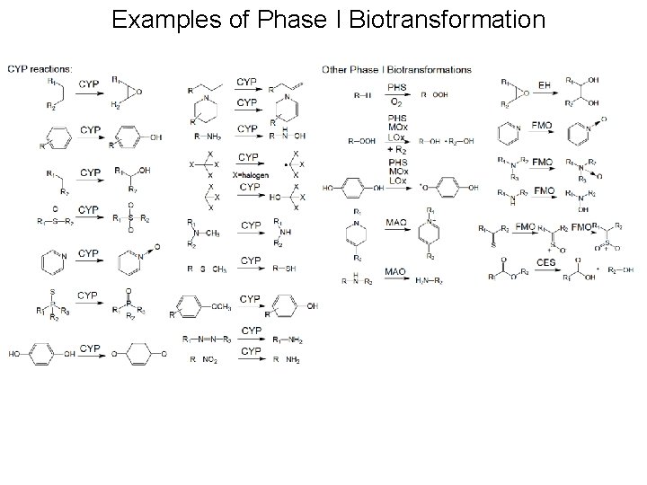 Absorption Distribution Metabolism and Excretion ADME NST 110