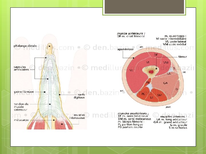Syndrome des loges Rappels anatomiques Physiopathologie du syndrome