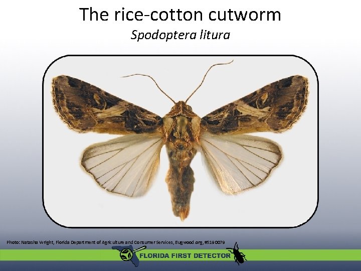 The ricecotton cutworm Spodoptera litura Photo Natasha Wright