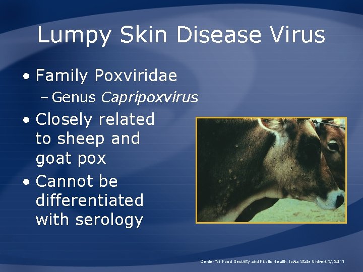 Lumpy Skin Disease Pseudourticaria Neethling Virus Disease Exanthema