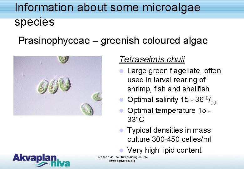 Algae Production Biology and Species Live food aquaculture