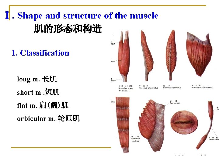 Myology Shape and structure of the muscle 1
