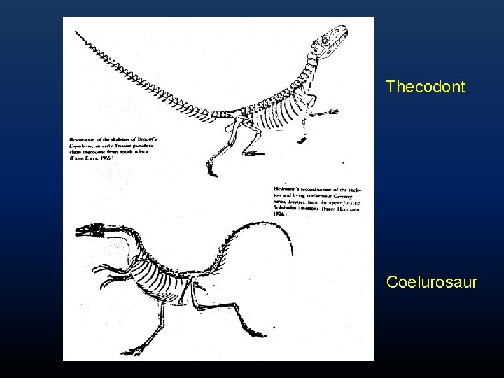 Phylogeny of Birds Class Aves Birds first appear