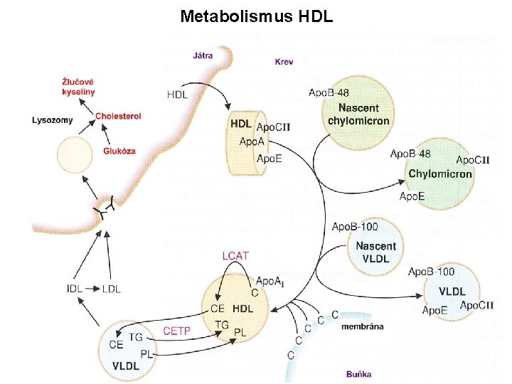 Cholesterol a jeho transport Alice Skoumalov Struktura cholesterolu