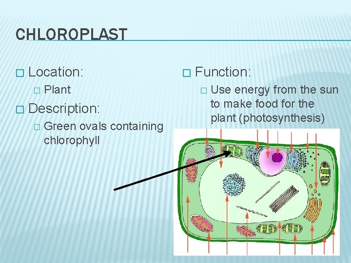 ORGANELLES ORGANIZED CELL WALL Location Plant Prokaryote Description