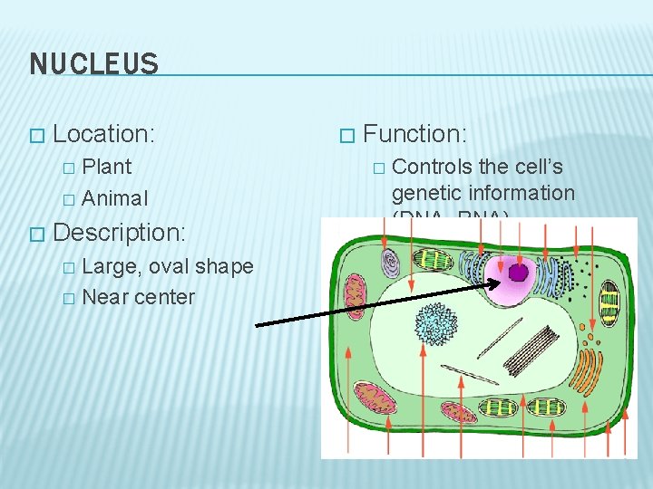 ORGANELLES ORGANIZED CELL WALL Location Plant Prokaryote Description