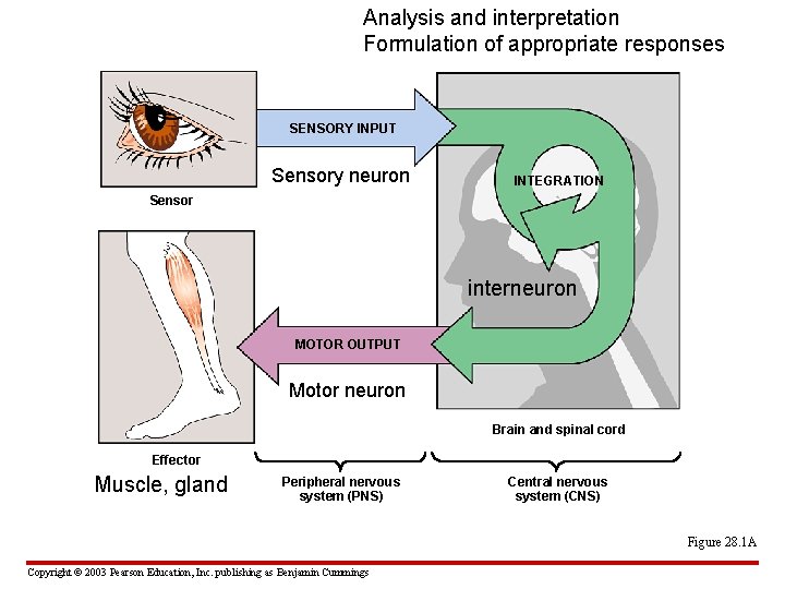 2019 Biology 2 Chapter 28 Nervous system Copyright