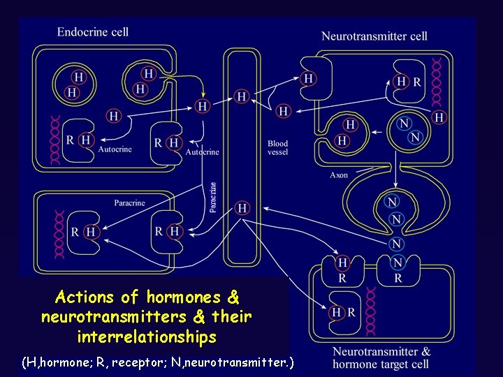 Hormones Receptors and Signal Transduction MCB 720 Sept