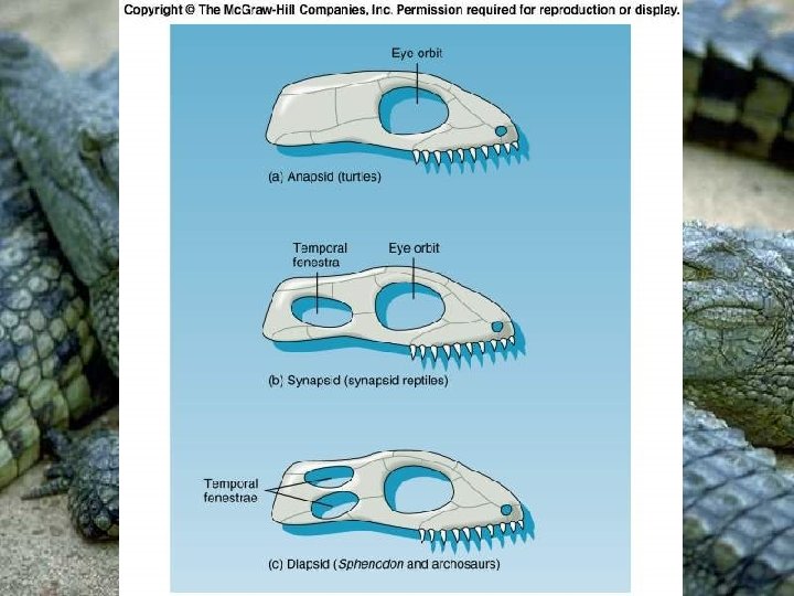 Chapter 20 Reptiles Introduction Class Reptilia Order Testudines