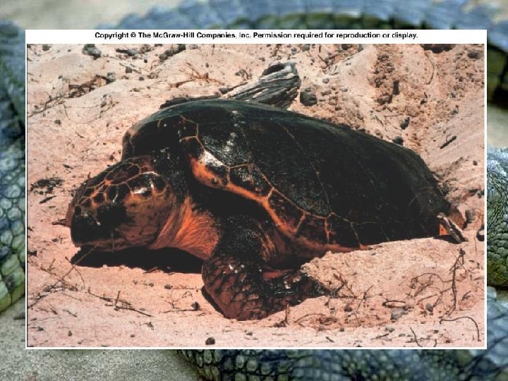 Chapter 20 Reptiles Introduction Class Reptilia Order Testudines