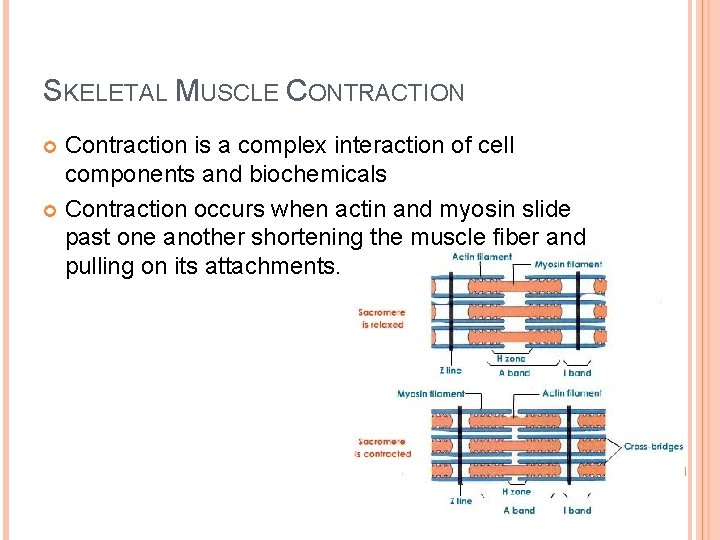 CHAPTER 8 MUSCLES Pages 178 184 INTRODUCTION Muscles