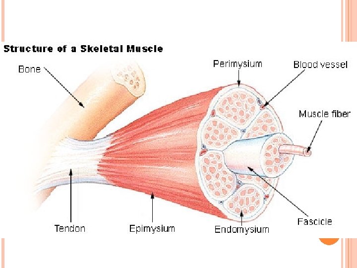 CHAPTER 8 MUSCLES Pages 178 184 INTRODUCTION Muscles