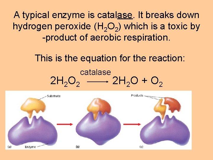 What are Enzymes Modern p 57 Dynamics p