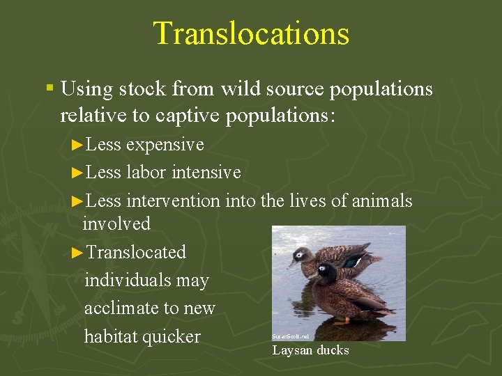 CAPTIVE PROPAGATION AND TRANSLOCATION David Drake and Stanley