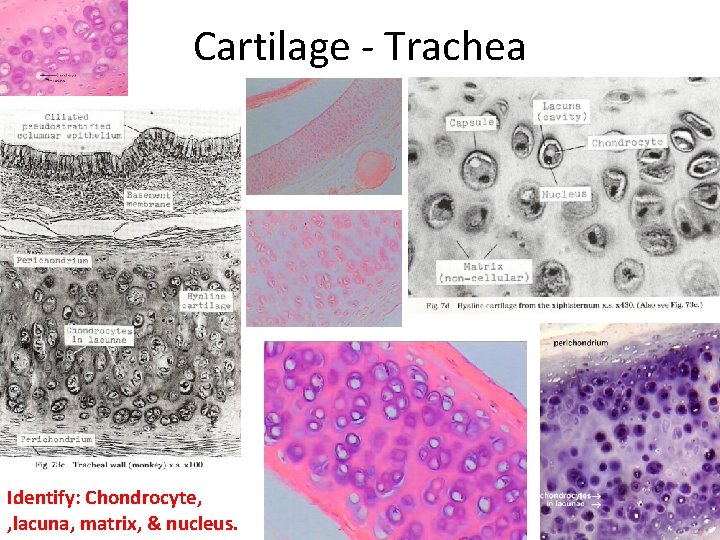 Animal Cells Tissues and Organs Exercise 12 Objectives