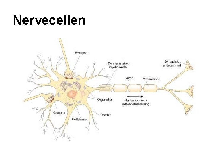Behandlingens rammer Individuel gruppeforberedende samtale 14 gruppegange 2