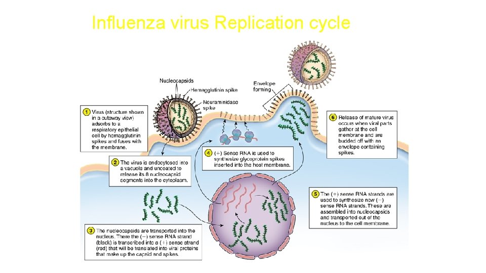 INFLUENZA By Nader Alaridah MD Ph D General