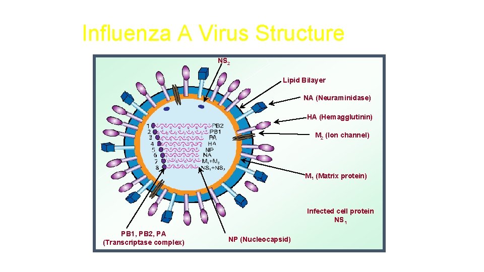 INFLUENZA By Nader Alaridah MD Ph D General