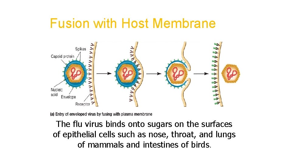 INFLUENZA By Nader Alaridah MD Ph D General
