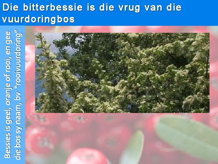 Ingrid Jonker Bitterbessie dagbreek Bundel Rook en Oker