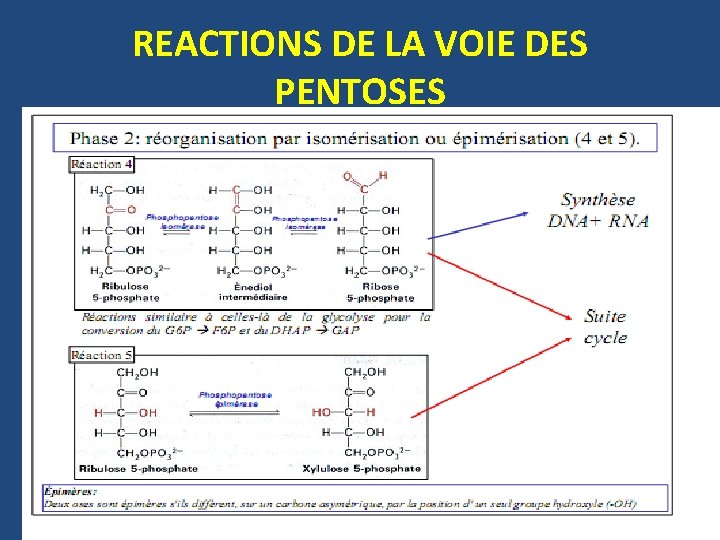 VOIE DES PENTOSES PHOSPHATES PLAN I INTRODUCTION II