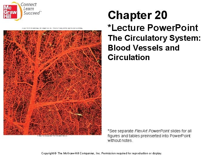 Chapter 20 Lecture Power Point The Circulatory System