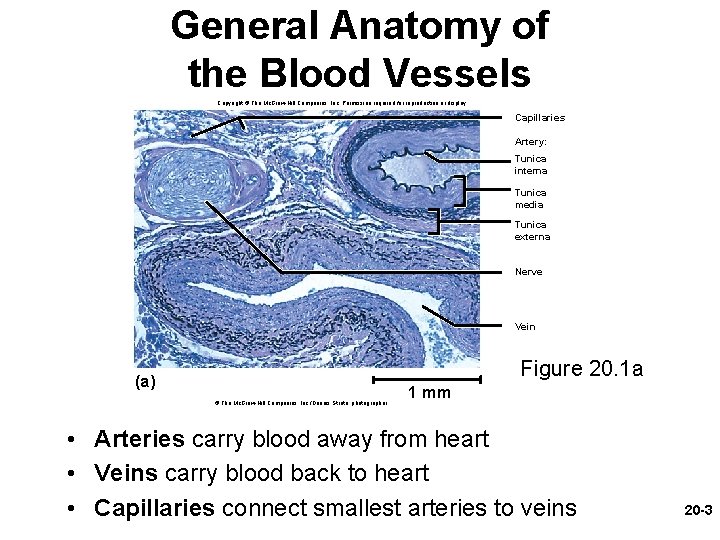Chapter 20 Lecture Power Point The Circulatory System