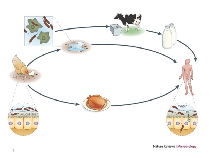 Diagnostic microbiology lecture 7 CAMPYLOBACTER Abed El Kader
