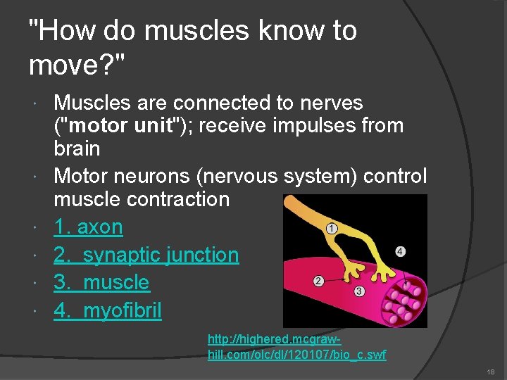 Introduction Structure Support The Skeletal Muscular and Integumentary