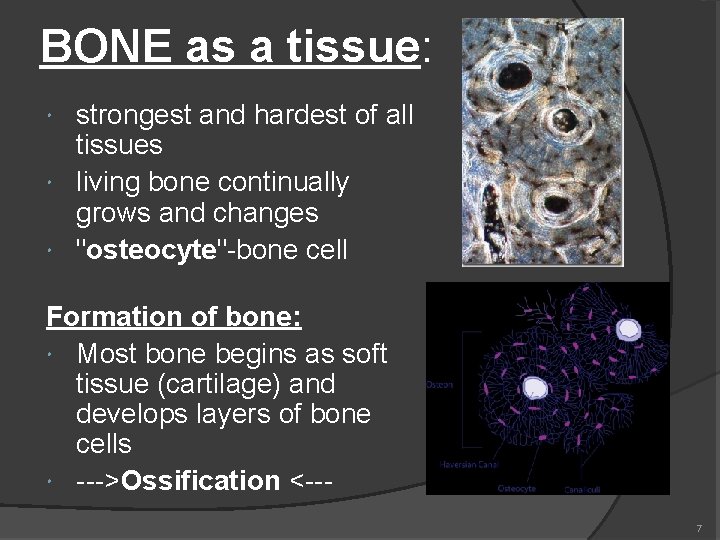 Introduction Structure Support The Skeletal Muscular and Integumentary