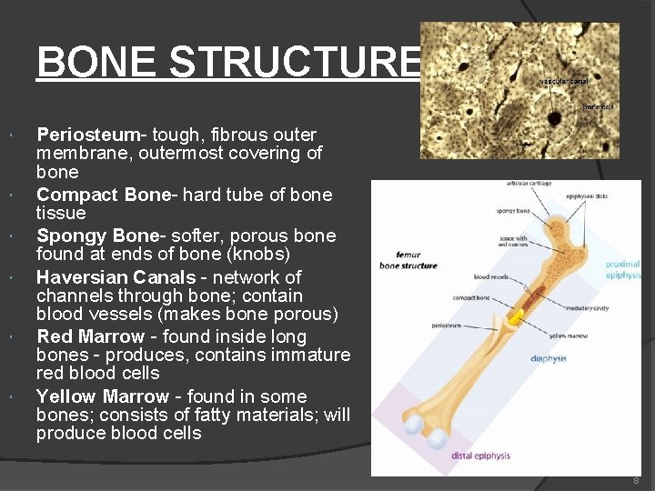 Introduction Structure Support The Skeletal Muscular and Integumentary