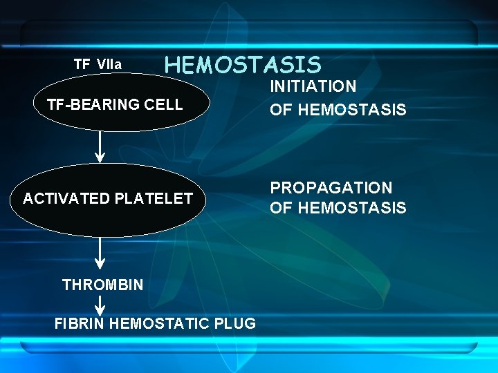 TF VIIa HEMOSTASIS TFBEARING CELL ACTIVATED PLATELET THROMBIN