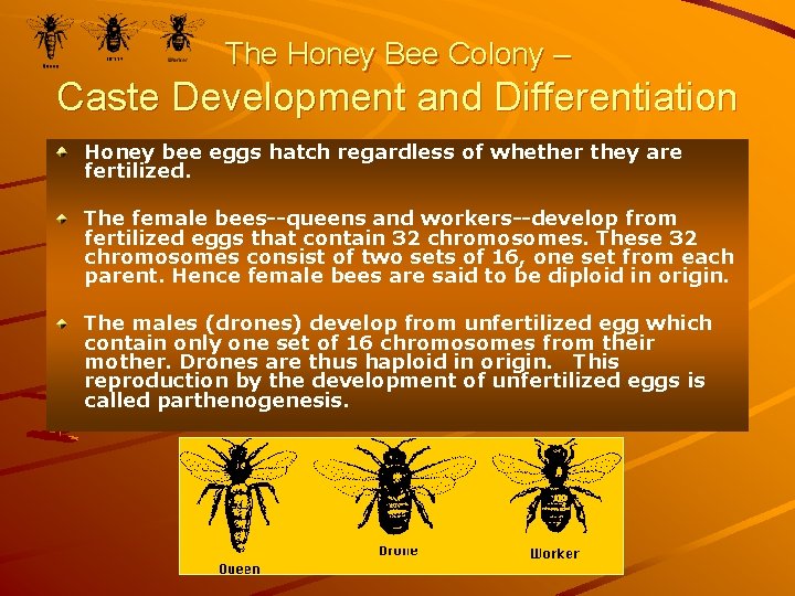 The Honey Bee Colony Florida Department of Agriculture