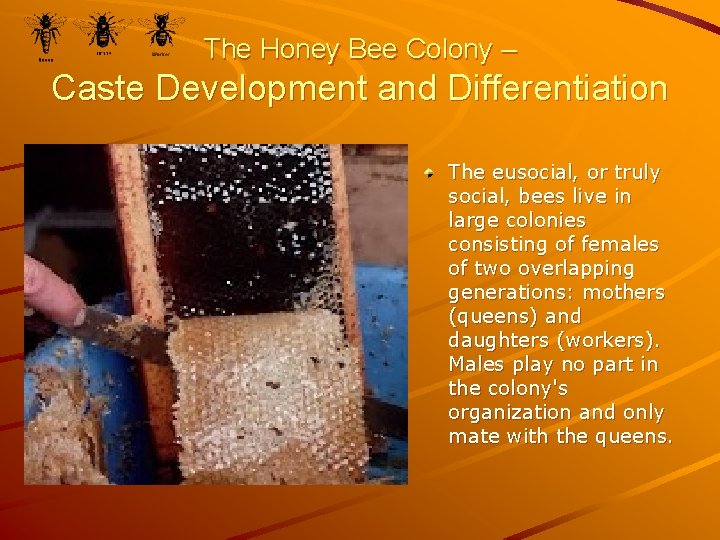 The Honey Bee Colony Florida Department of Agriculture