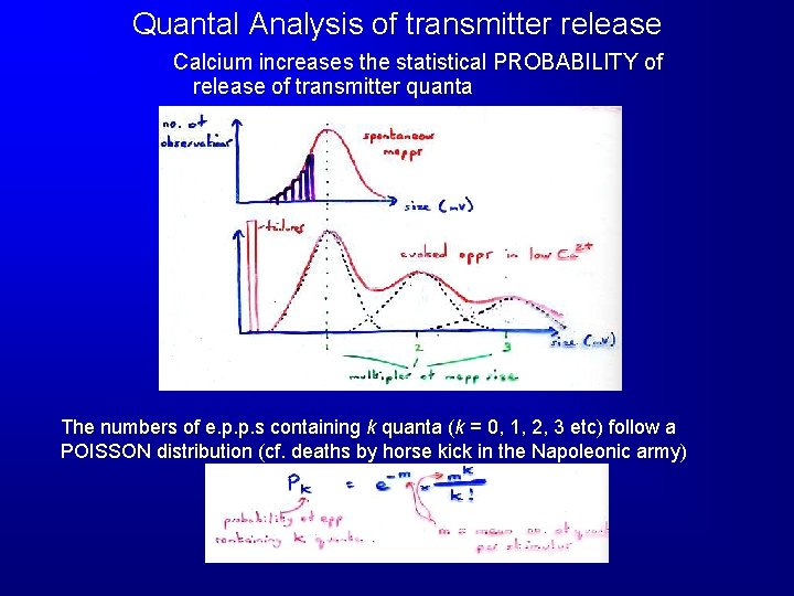 Cellular Neuroscience 207 Ian Parker Lecture 18 Quantal