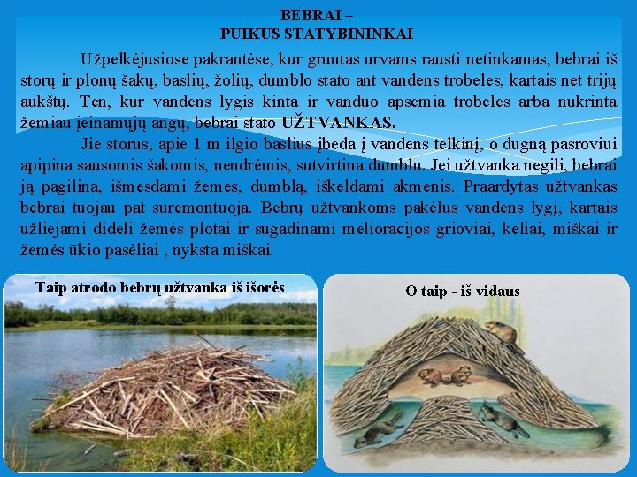 Bebras Pareng 3 c klass mokin Adrija Sagatyt