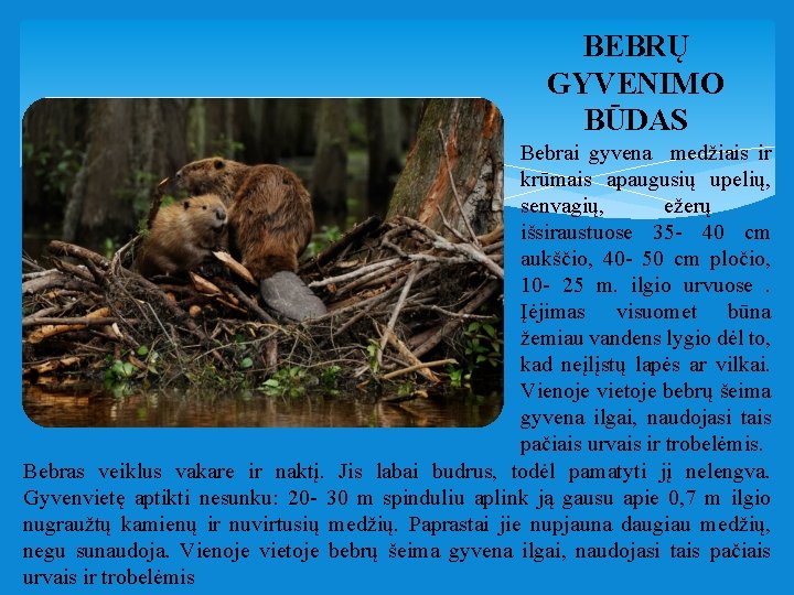 Bebras Pareng 3 c klass mokin Adrija Sagatyt