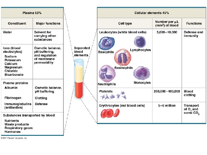 Functions of Blood 1 Deliver O 2 nutrients