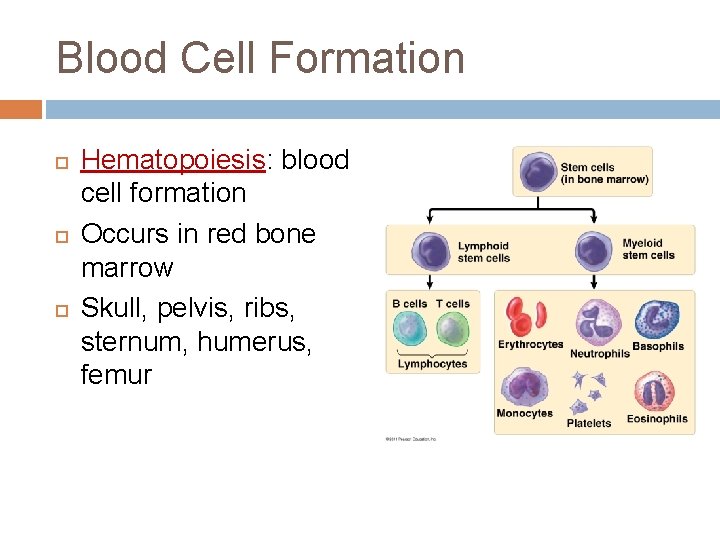Functions of Blood 1 Deliver O 2 nutrients