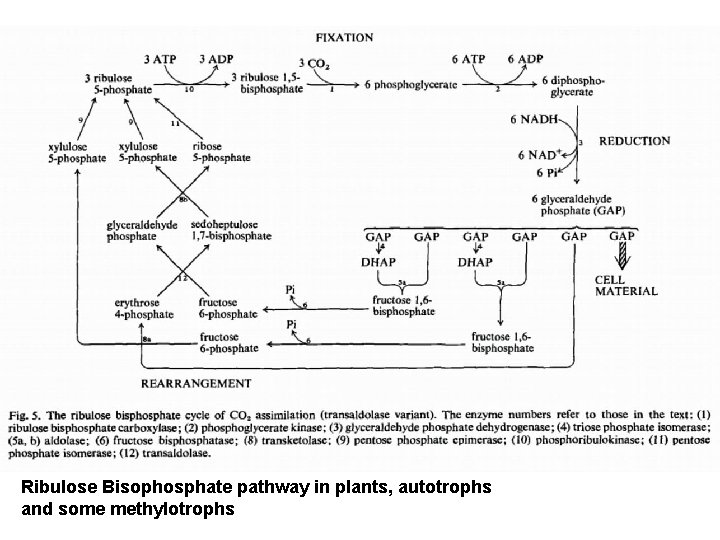 Carbon assimilation pathways Part one Brief summary of