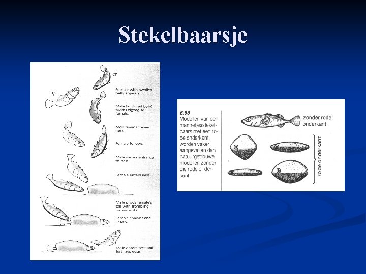 Gedrag alle waarneembare activiteiten van dier of mens