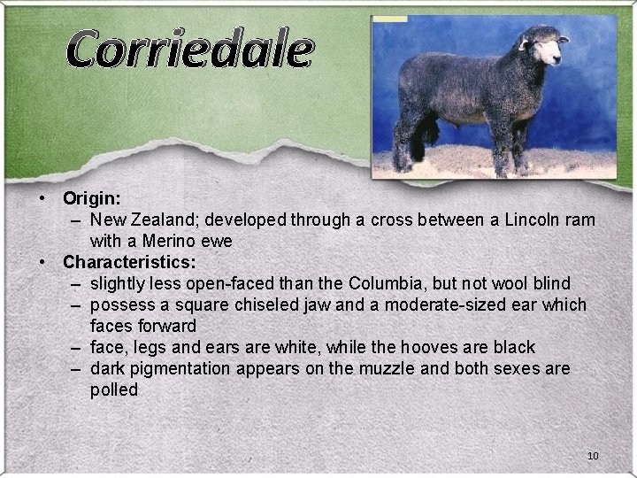 1 2 Barbados Blackbelly Information Developed on Island