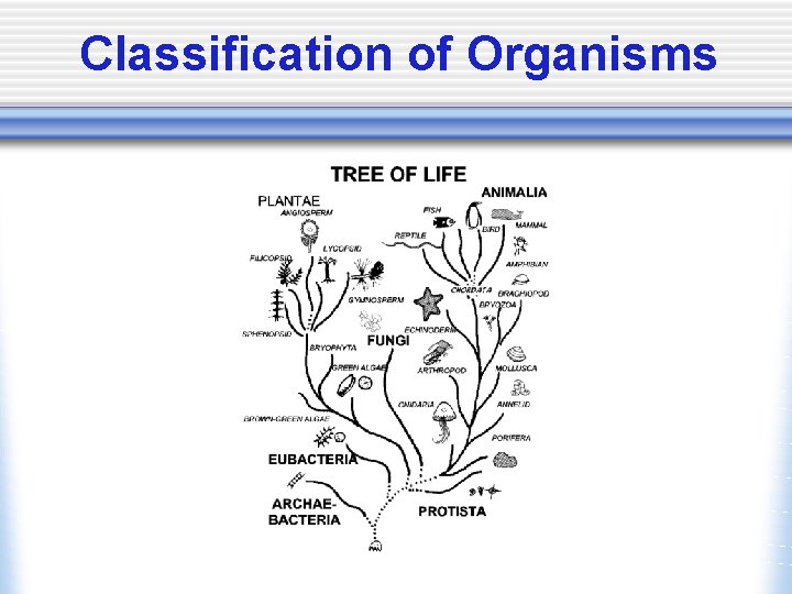 Classification of Organisms Fill It In Write a