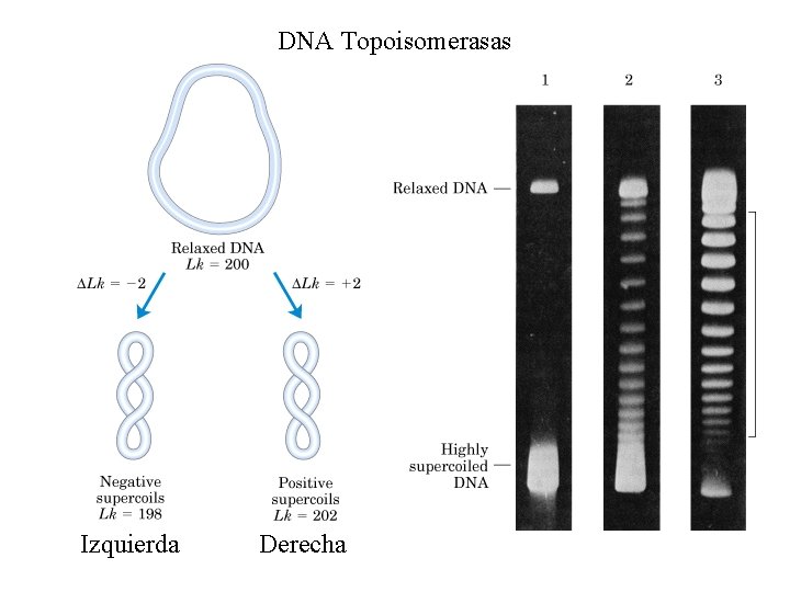Electroforesis de DNA DNA Topoisomerasas Izquierda Derecha Enzimas