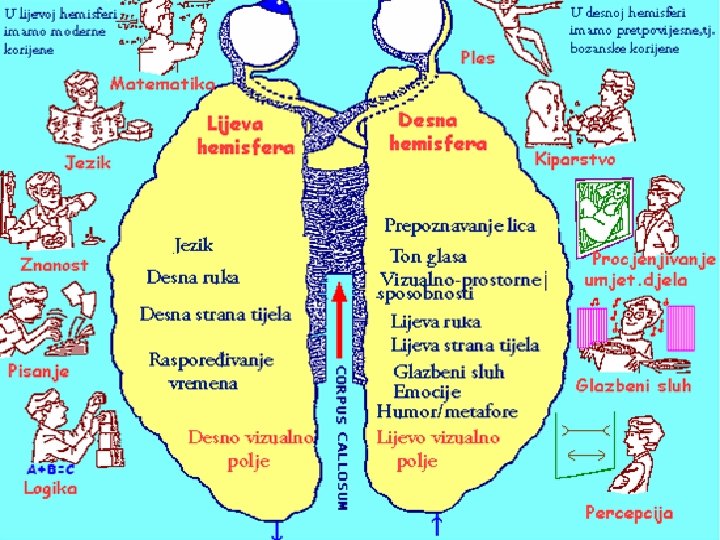 MOZAK KAKO IZGLEDA MOZAK GDJE JE MOZAK Mozak