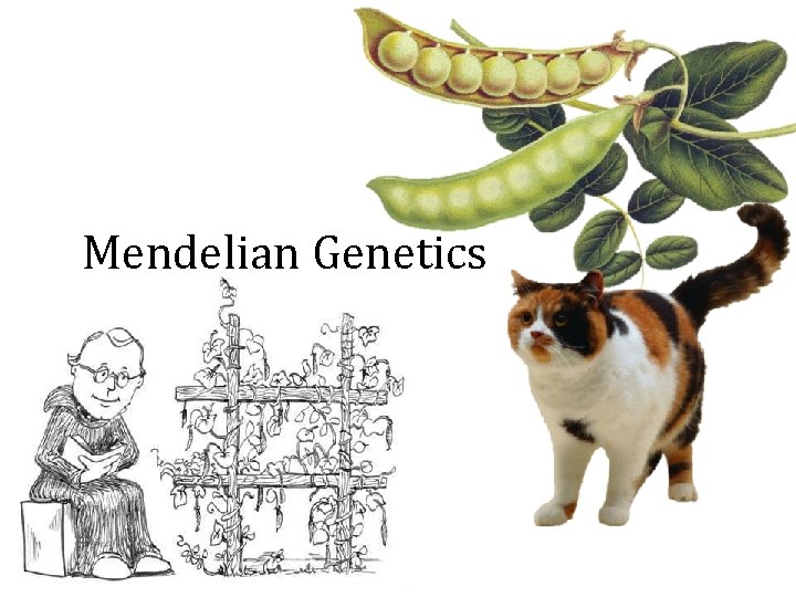 Mendelian Genetics Gregor Mendel Experiments in Plant Hybridization