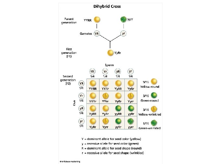 Mendelian Genetics Gregor Mendel Experiments in Plant Hybridization