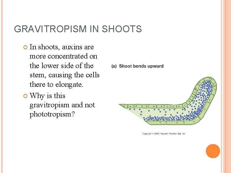 PLANT RESPONSES How plants move and communicate Plant