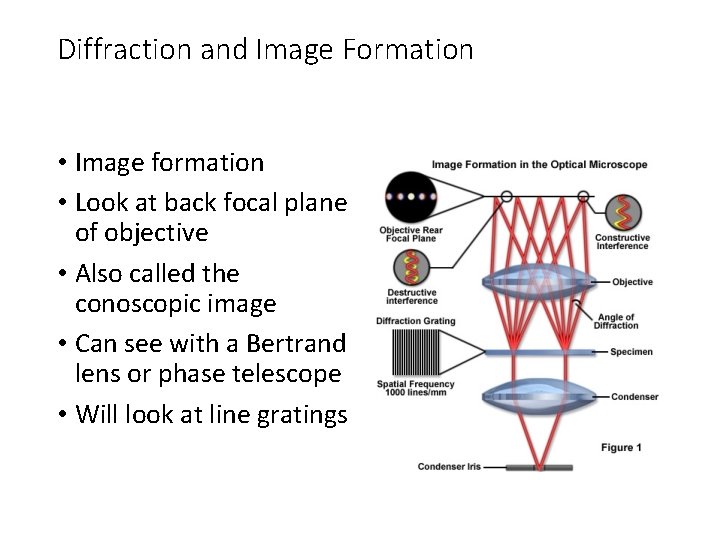 BiBE 177 Principles of Modern Microscopy Lecture 04